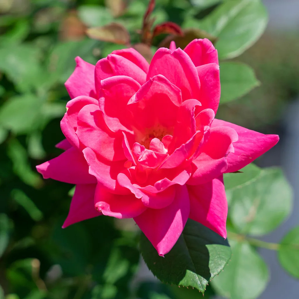Pink Double Knockout Rose Trees For Sale Online | The Tree Center
