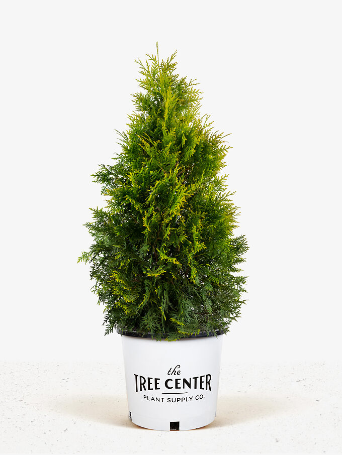 Golden Globe Arborvitae For Sale Online | The Tree Center