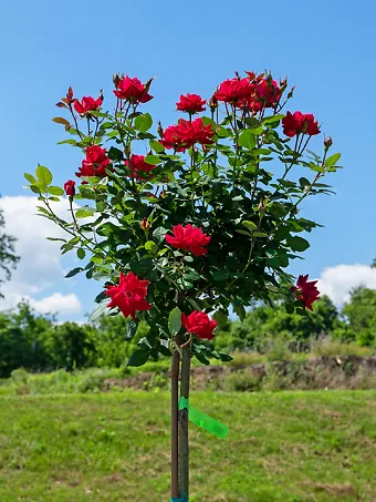 Double Knock Out Rose Trees for Sale Online | The Tree Center