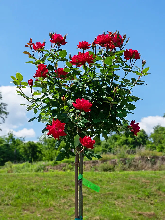 Knockout Rose Trees For Sale Online | The Tree Center