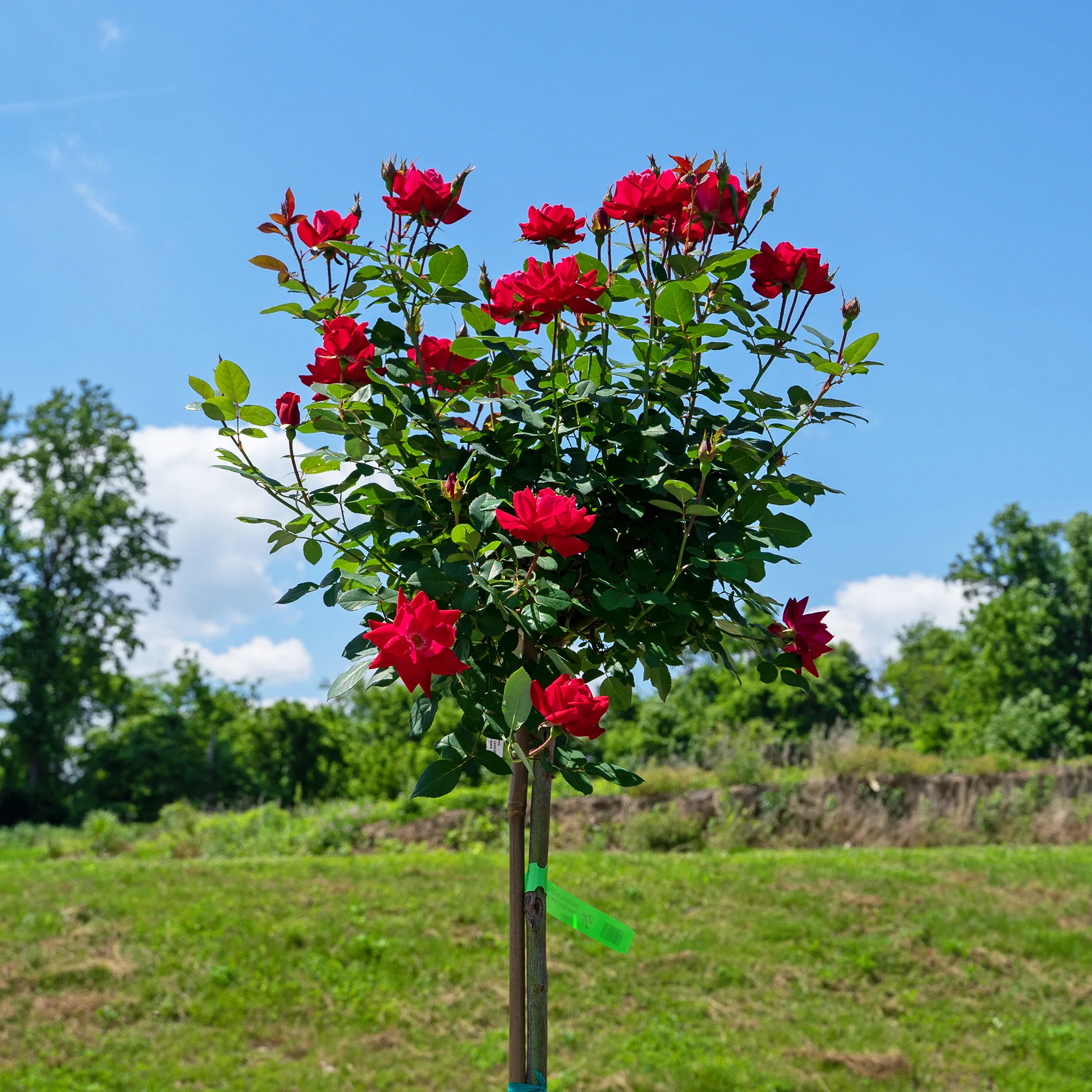 Double Knock Out Rose Trees for Sale Online | The Tree Center