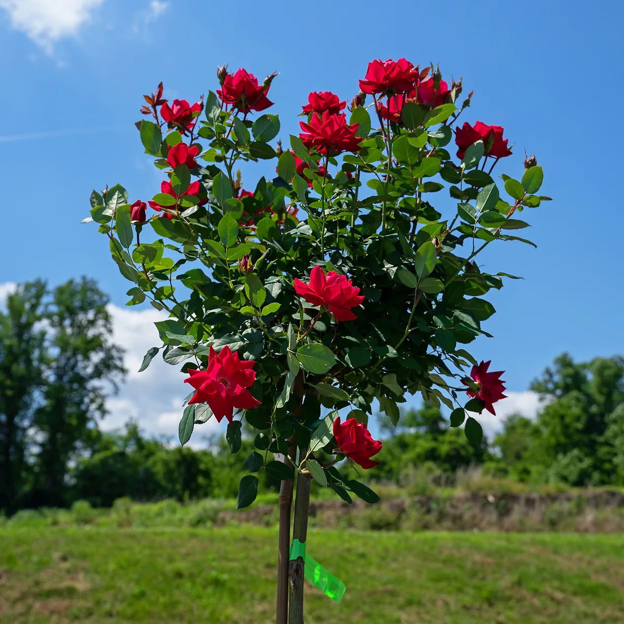 Double Knock Out Rose Trees for Sale Online | The Tree Center