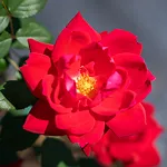 Double Knock Out Rose Trees for Sale Online | The Tree Center