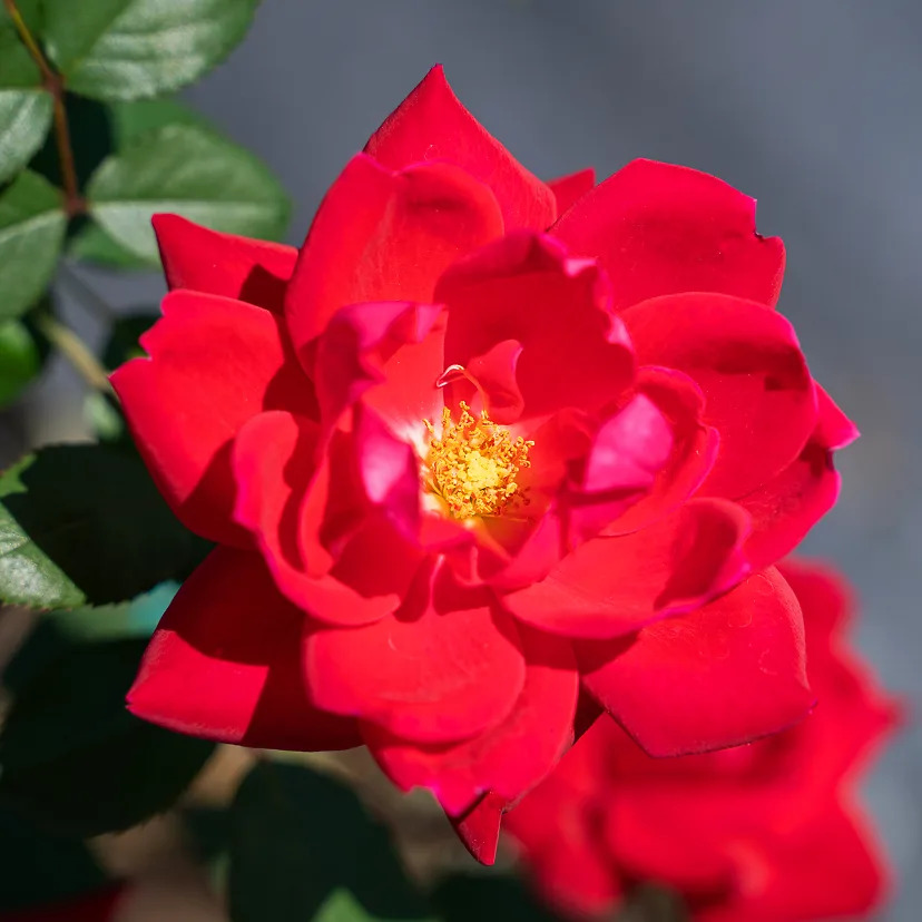 Double Knock Out Rose Trees for Sale Online | The Tree Center