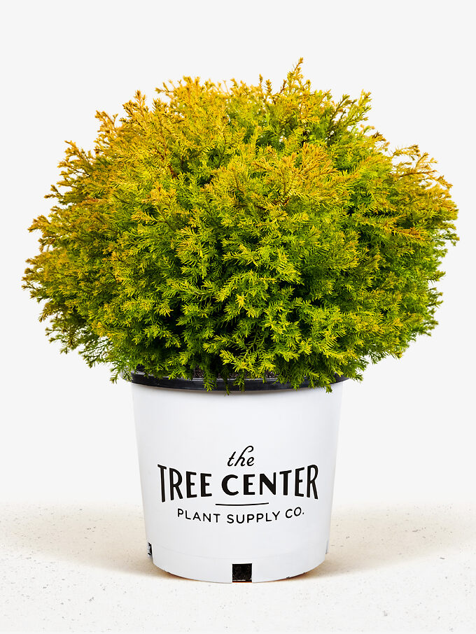Forever Goldy Arborvitae Trees For Sale | The Tree Center