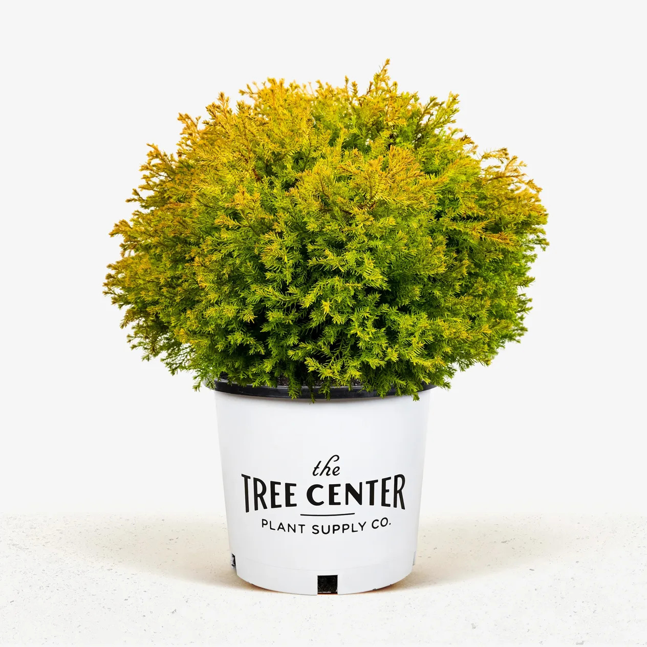 Buy Rheingold Arborvitae Online | The Tree Center