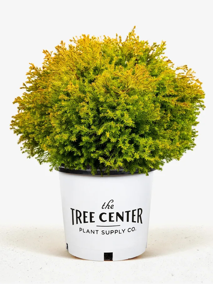 Steeplechase Arborvitae Trees For Sale | The Tree Center