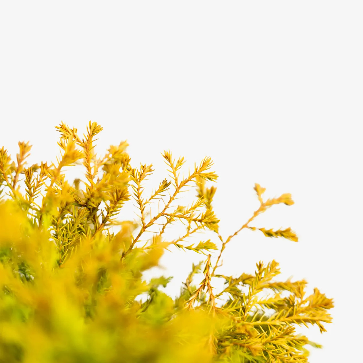Buy Rheingold Arborvitae Online | The Tree Center