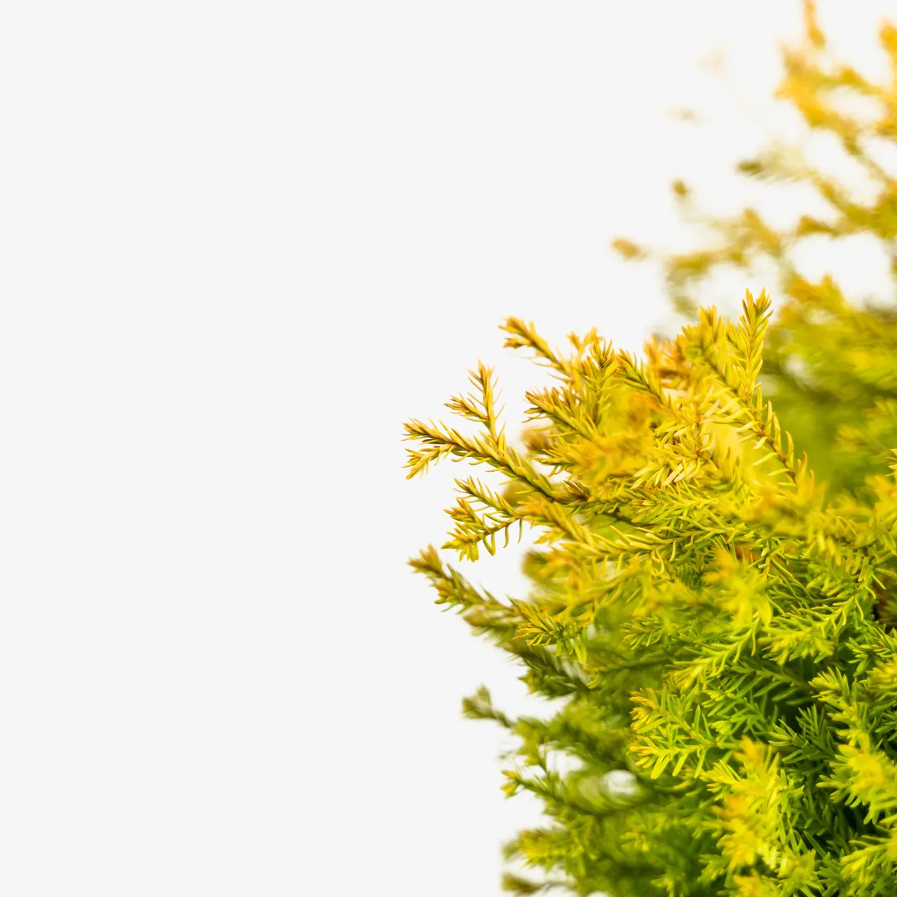 Buy Rheingold Arborvitae Online | The Tree Center