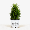 Spring Grove Western Arborvitae For Sale | The Tree Center