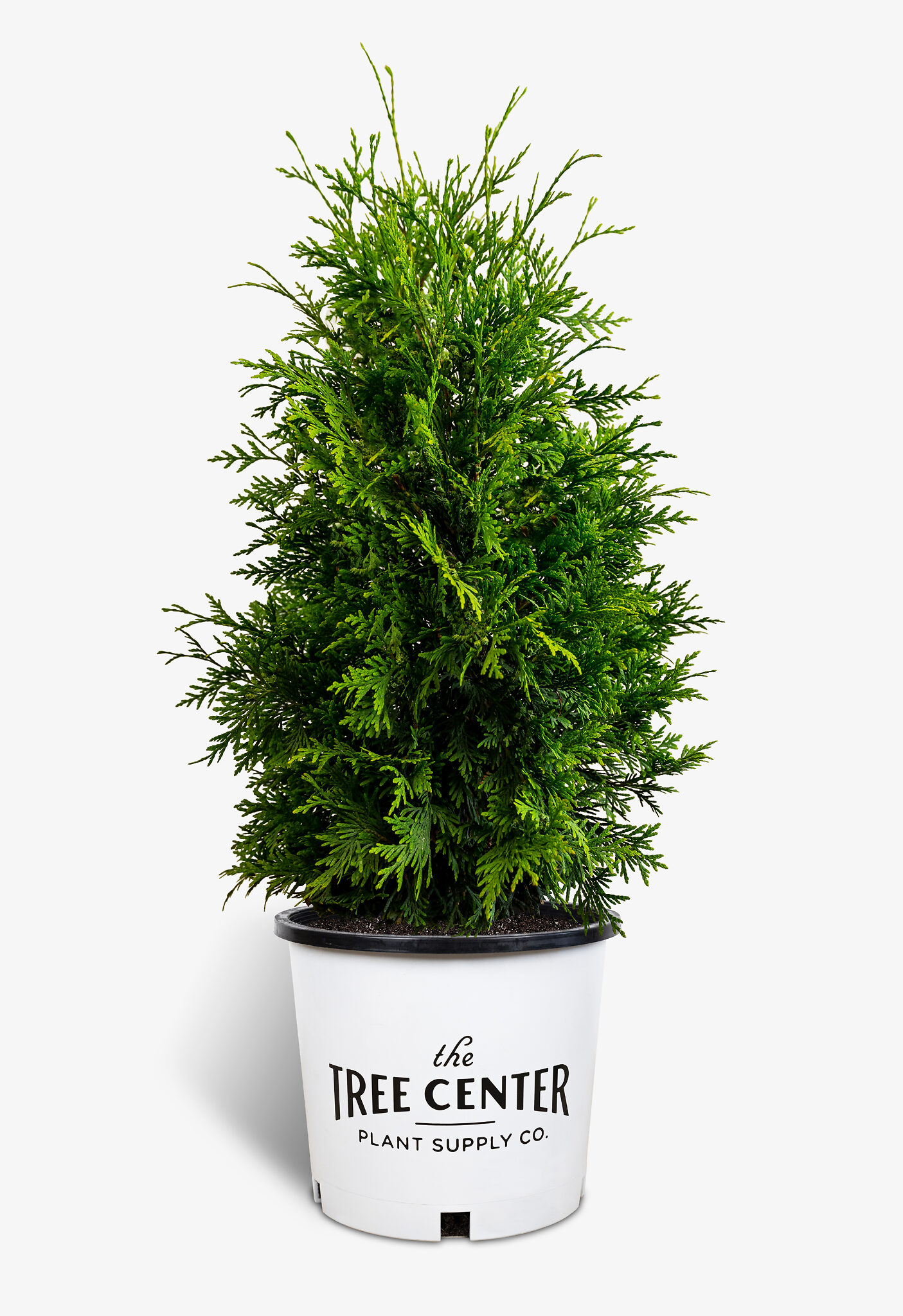 Spring Grove Western Arborvitae For Sale | The Tree Center