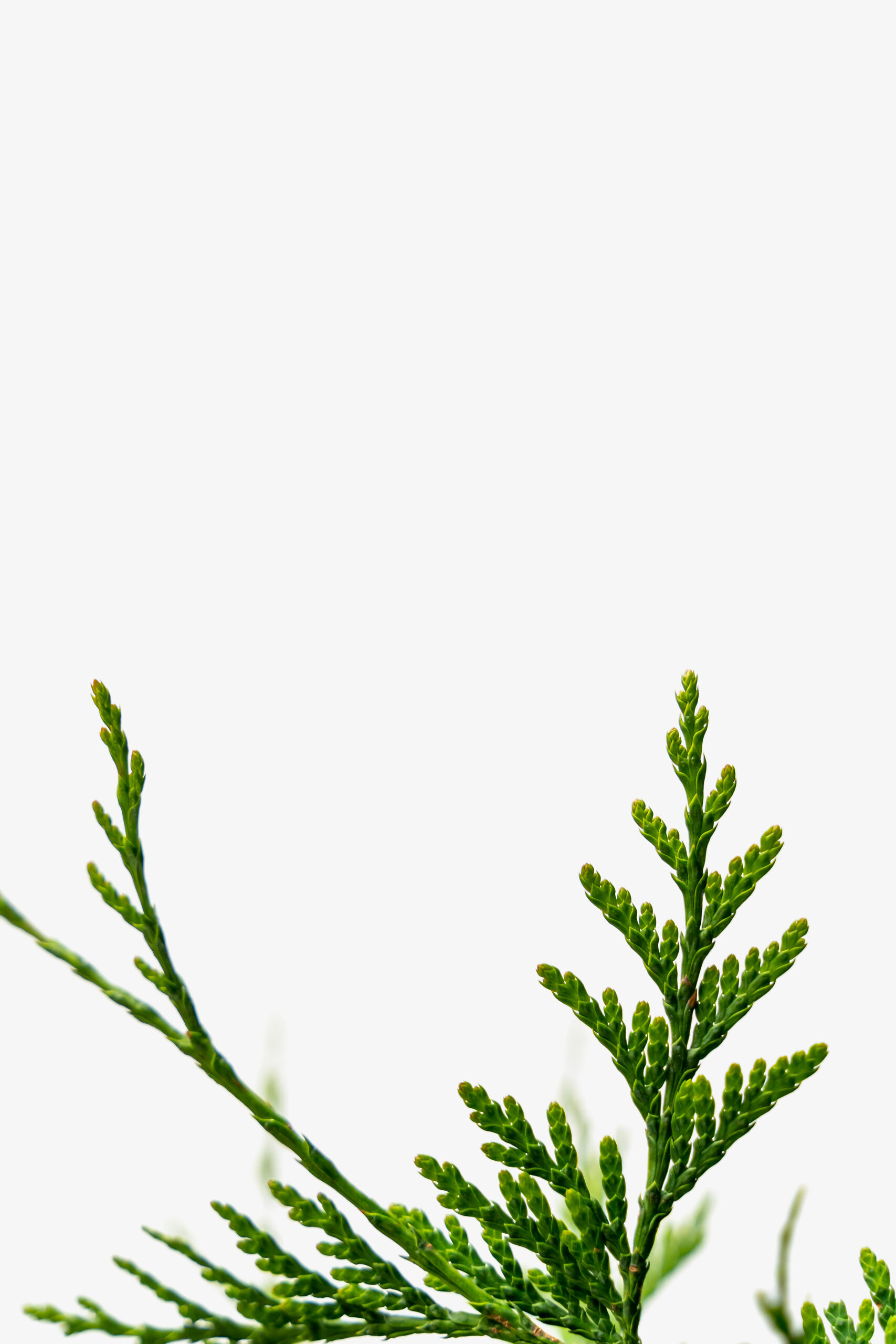 Spring Grove Western Arborvitae For Sale | The Tree Center