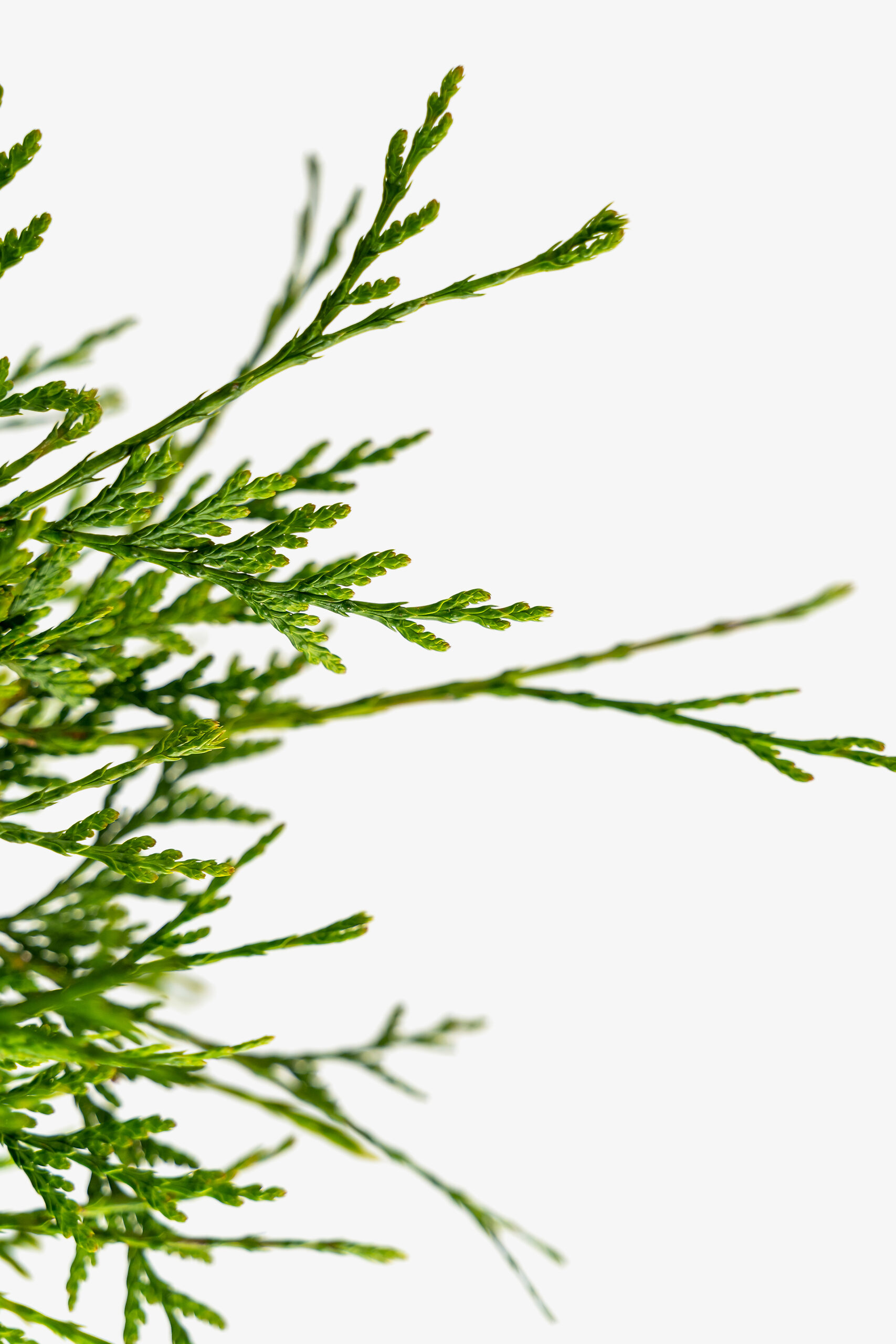 Spring Grove Western Arborvitae For Sale | The Tree Center