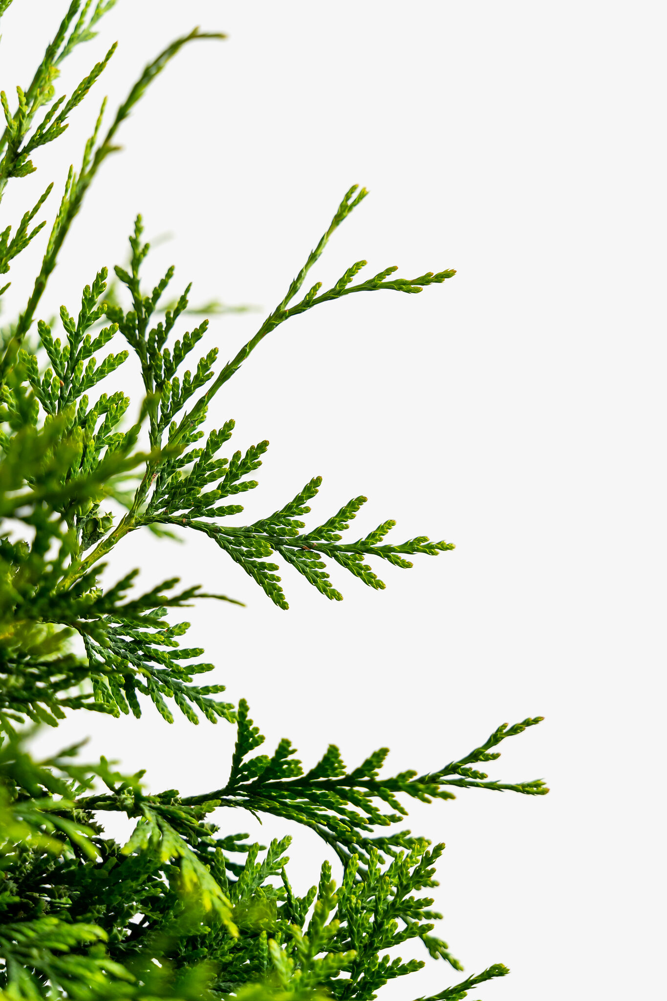Spring Grove Western Arborvitae For Sale | The Tree Center