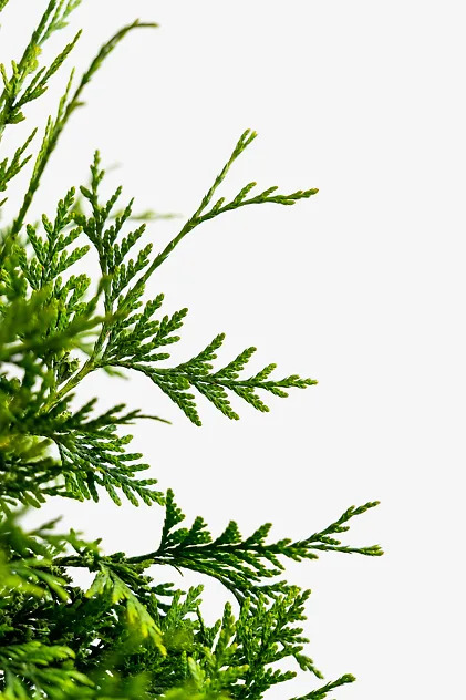 Spring Grove Western Arborvitae For Sale | The Tree Center