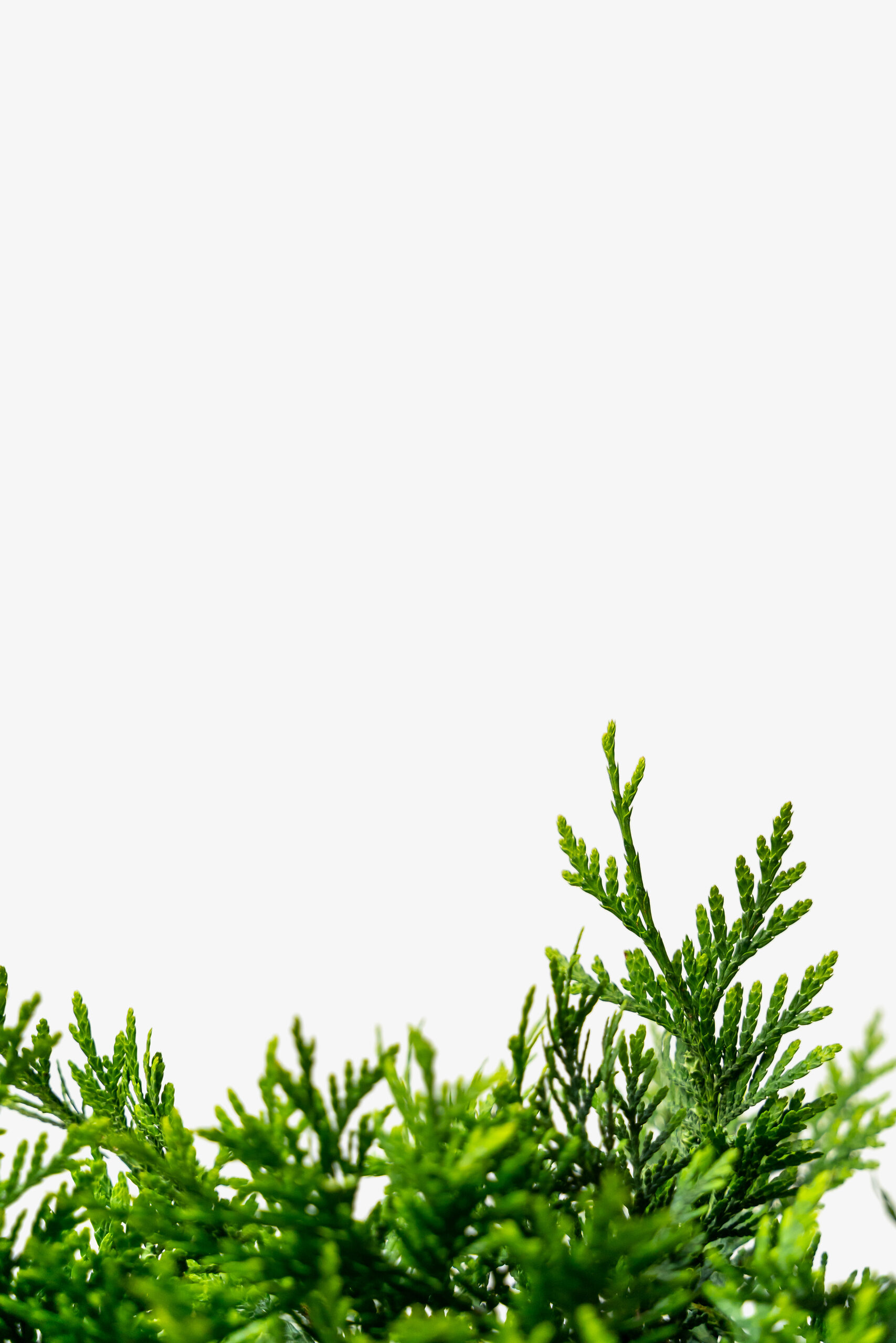 Spring Grove Western Arborvitae For Sale | The Tree Center