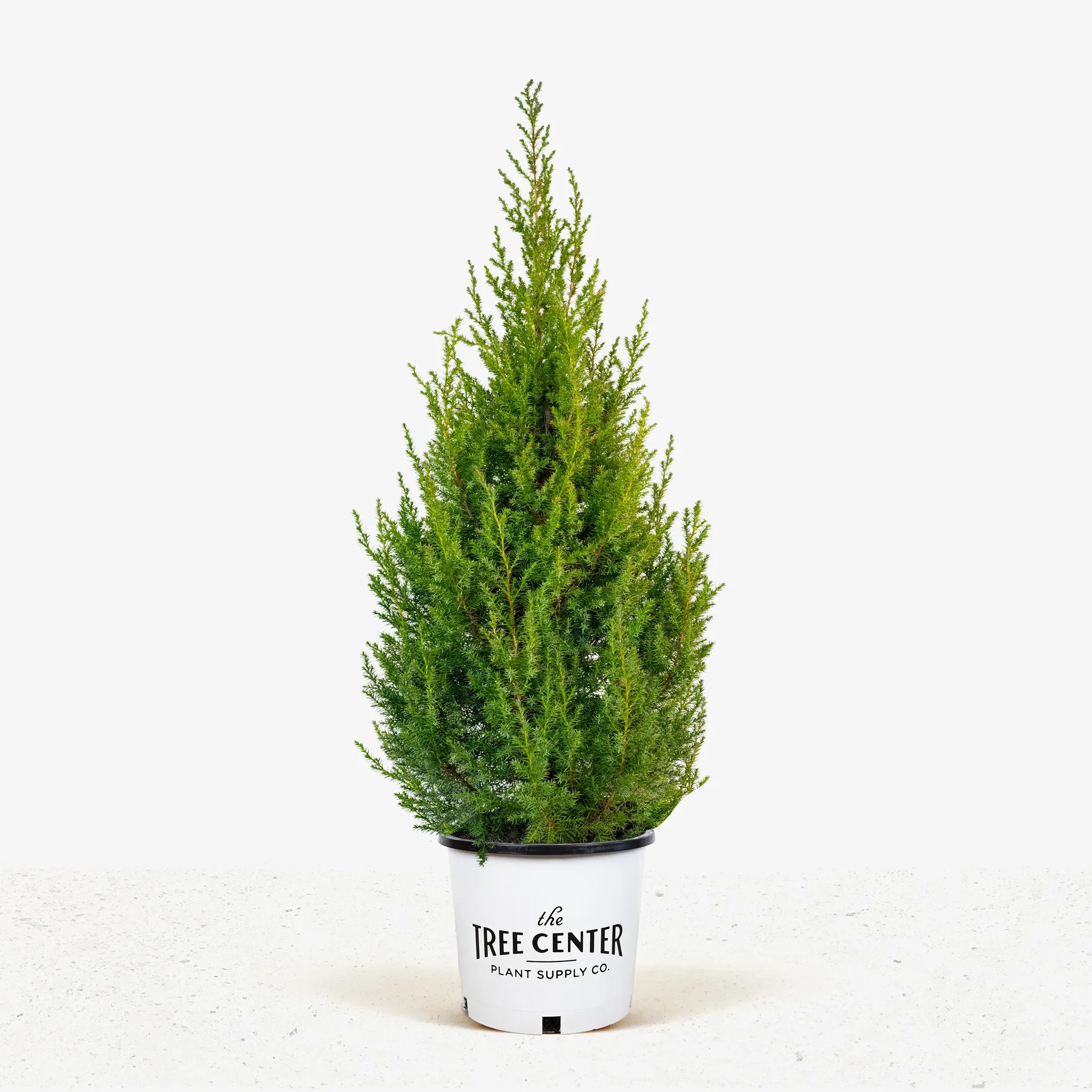 Star Power Juniper for Sale Online | The Tree Center