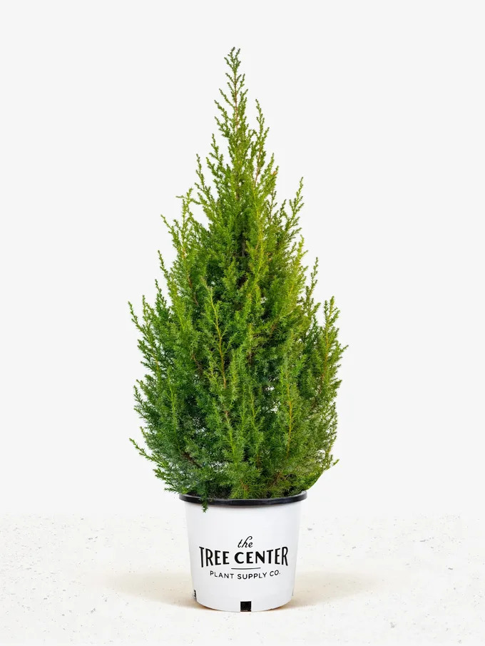 Juniper Trees For Sale Online | The Tree Center