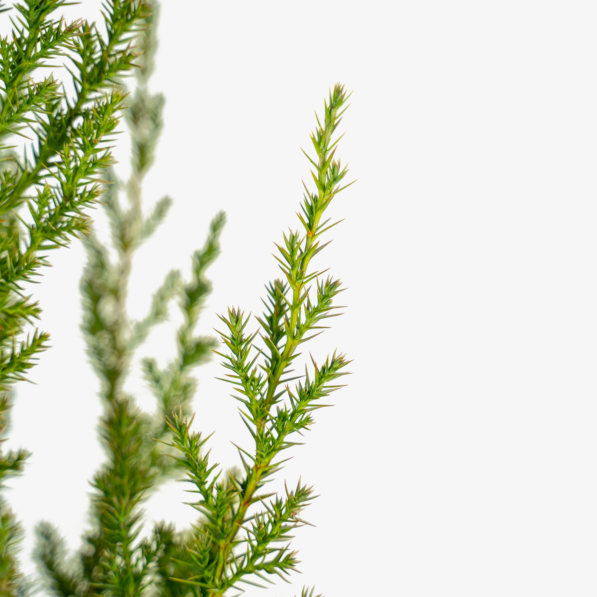 Star Power Juniper for Sale Online | The Tree Center
