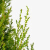 Star Power Juniper for Sale Online | The Tree Center