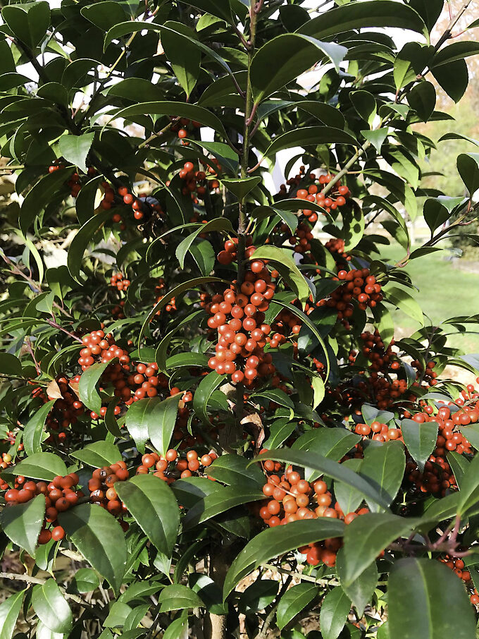 Buy Holly Trees | Holly Bushes & Trees For Sale | The Tree Center