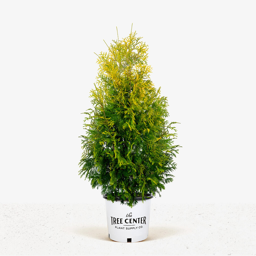 Yellow Ribbon Arborvitae For Sale Online | The Tree Center