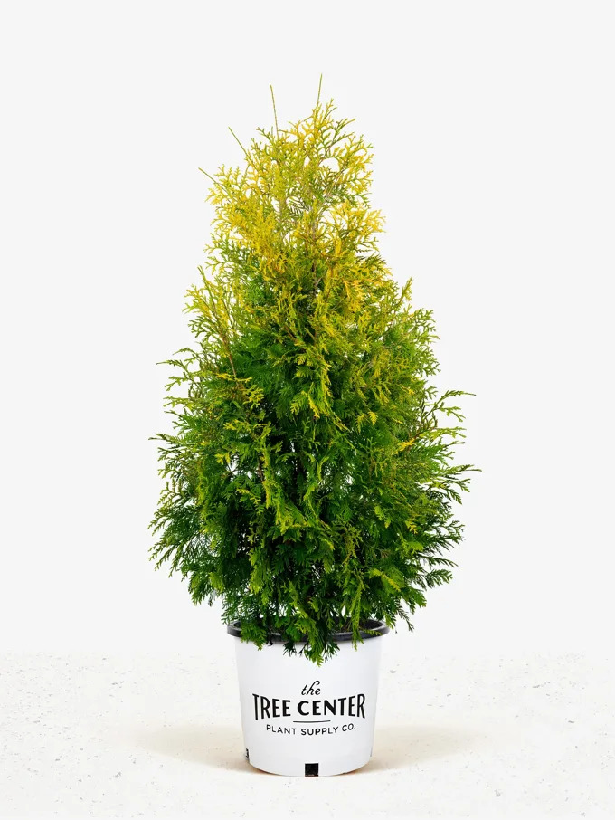 Steeplechase Arborvitae Trees For Sale | The Tree Center
