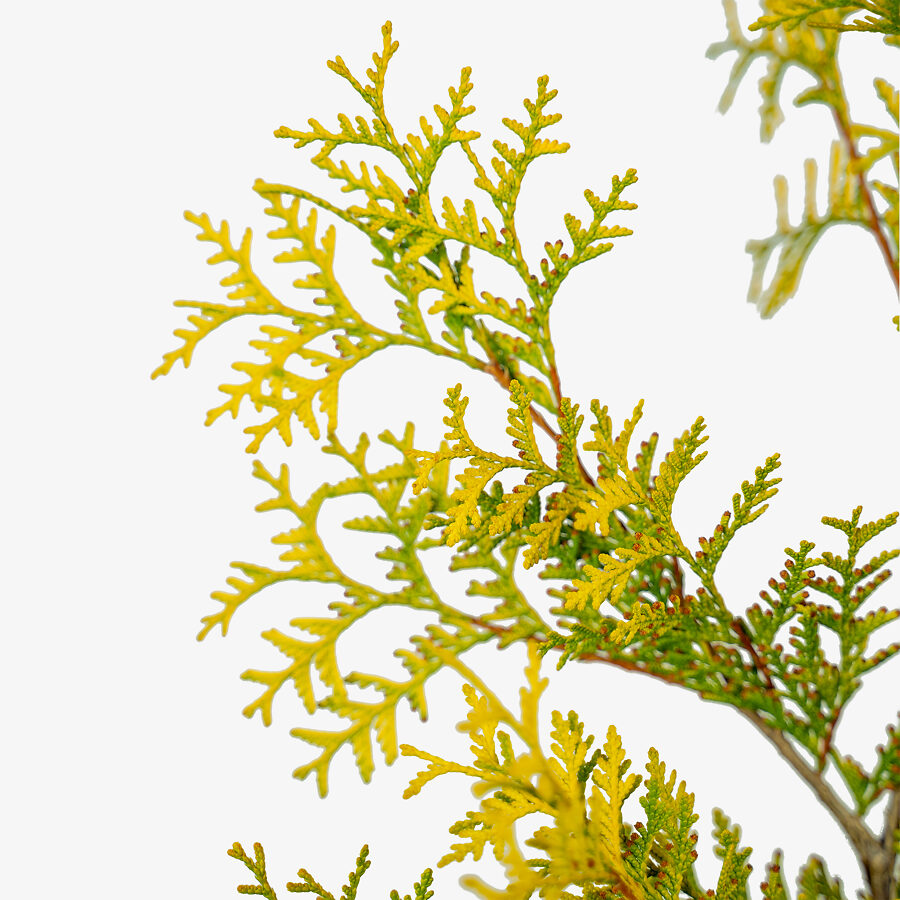 Yellow Ribbon Arborvitae For Sale Online | The Tree Center