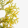 Yellow Ribbon Arborvitae For Sale Online | The Tree Center