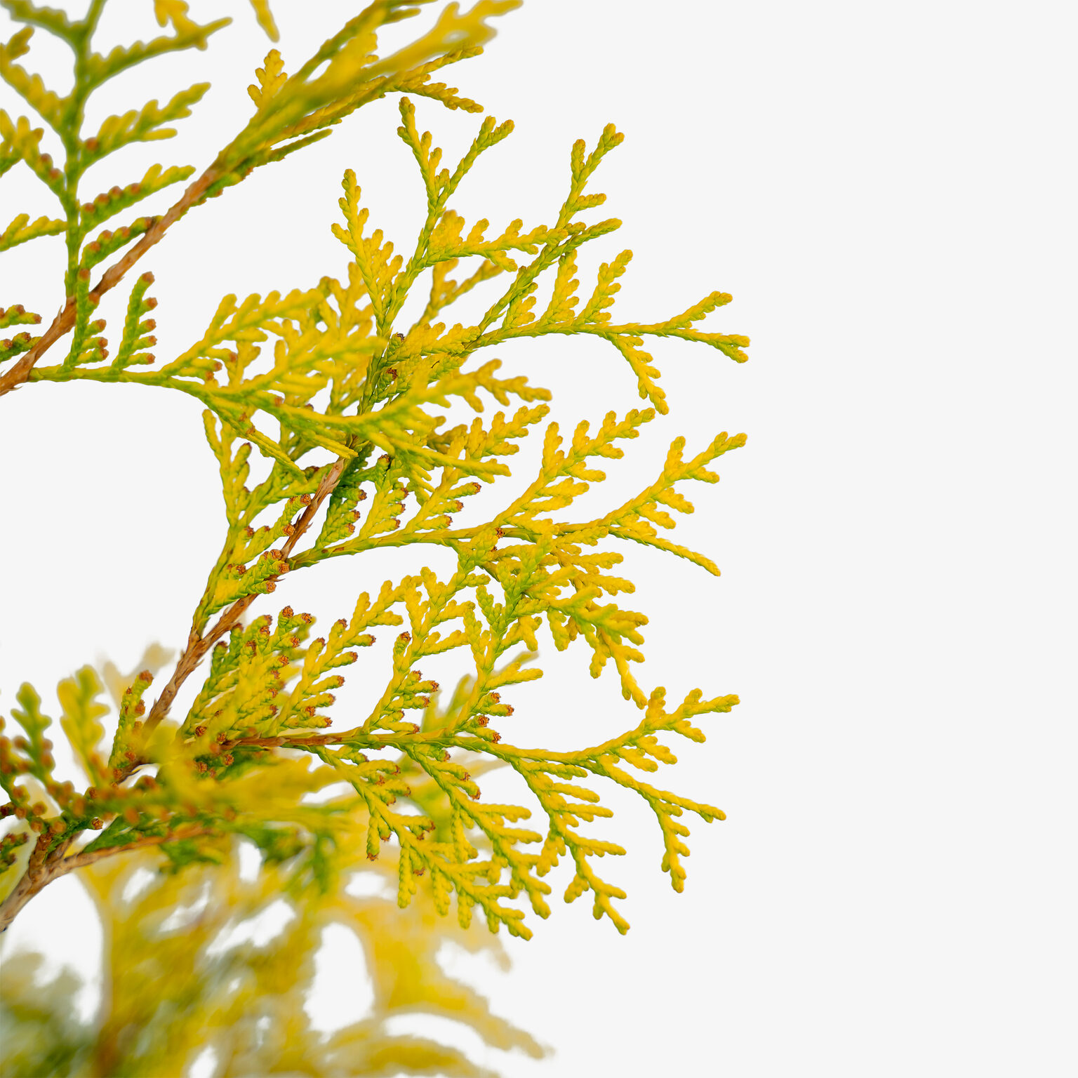 Yellow Ribbon Arborvitae For Sale Online | The Tree Center