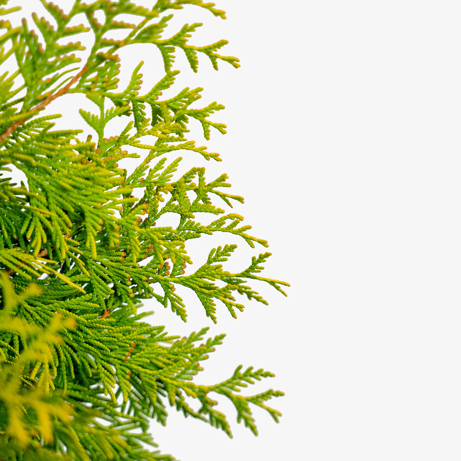 Yellow Ribbon Arborvitae For Sale Online | The Tree Center