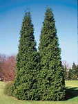 Spring Grove Western Arborvitae For Sale | The Tree Center