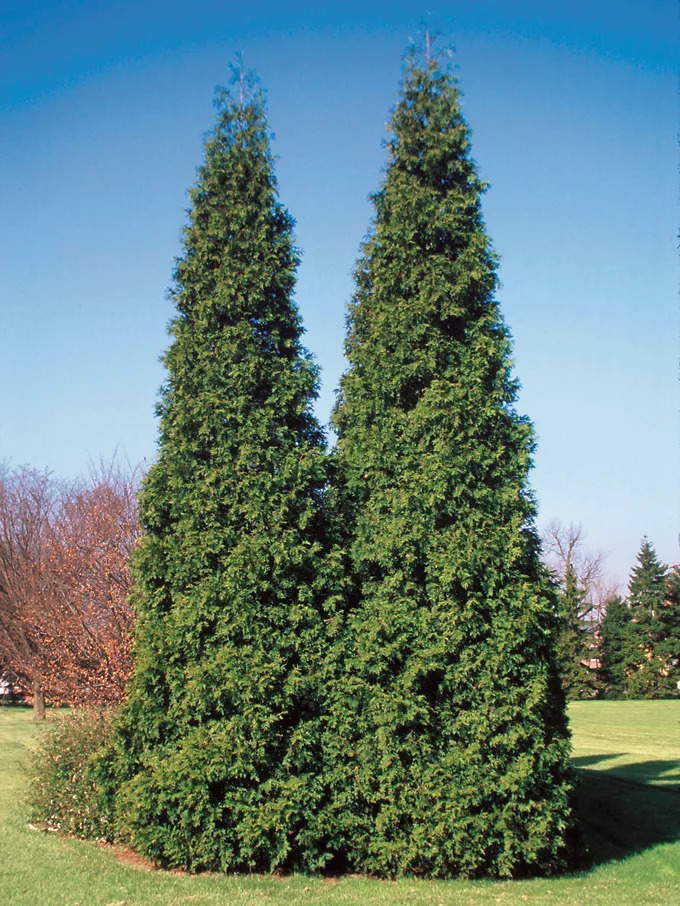 Arborvitae Trees for Sale Online | The Tree Center