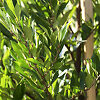 Shop Dwarf Carolina Cherry Laurel Online | The Tree Center