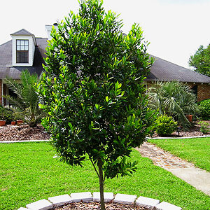 Shop Dwarf Carolina Cherry Laurel Online | The Tree Center