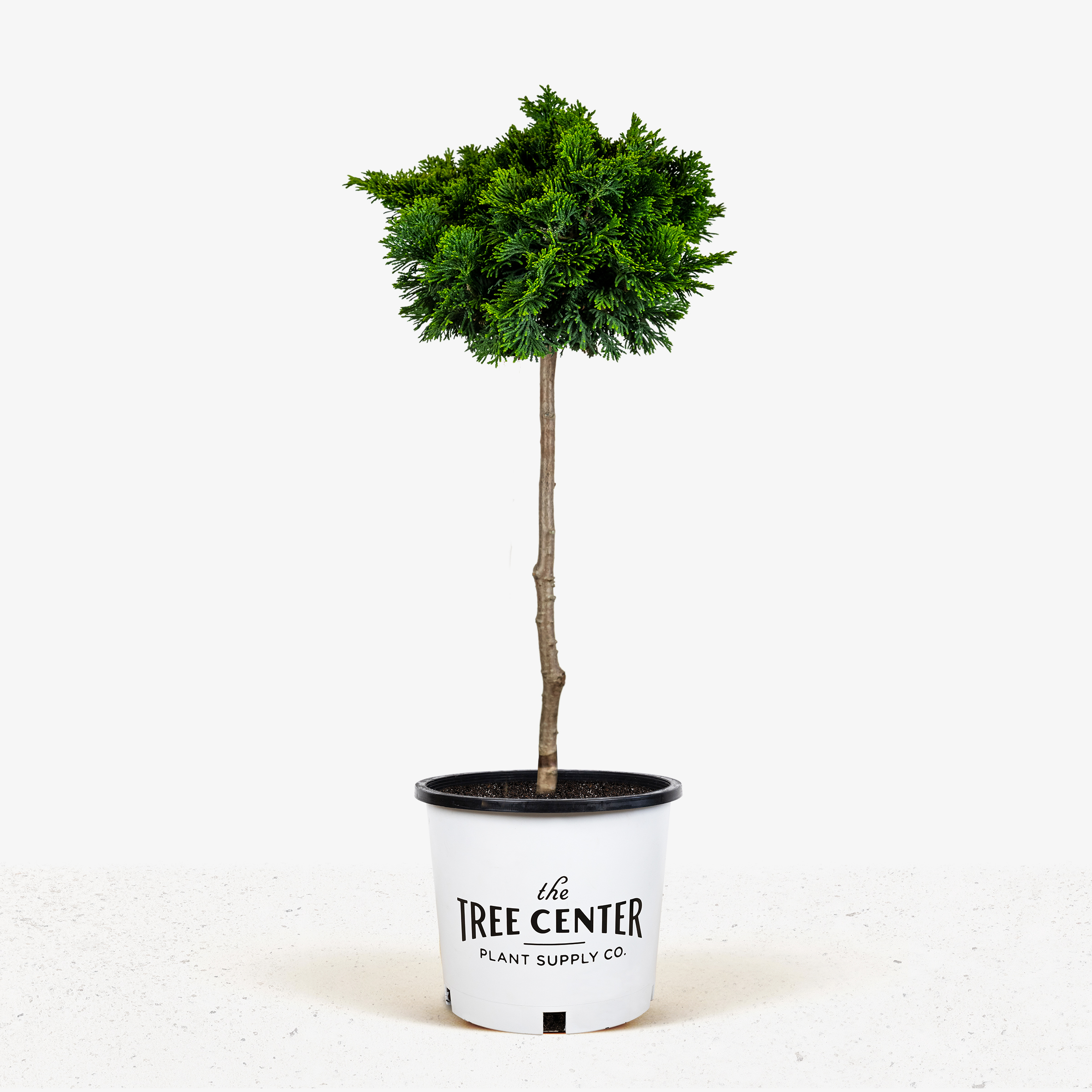 Dwarf Golden Hinoki Cypress - Tree Form For Sale | The Tree Center