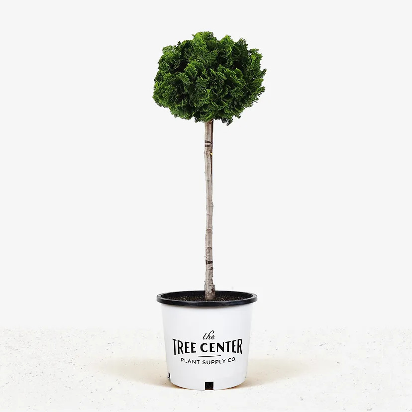 Graceful Dwarf Hinoki Cypress - Tree Form For Sale | The Tree Center