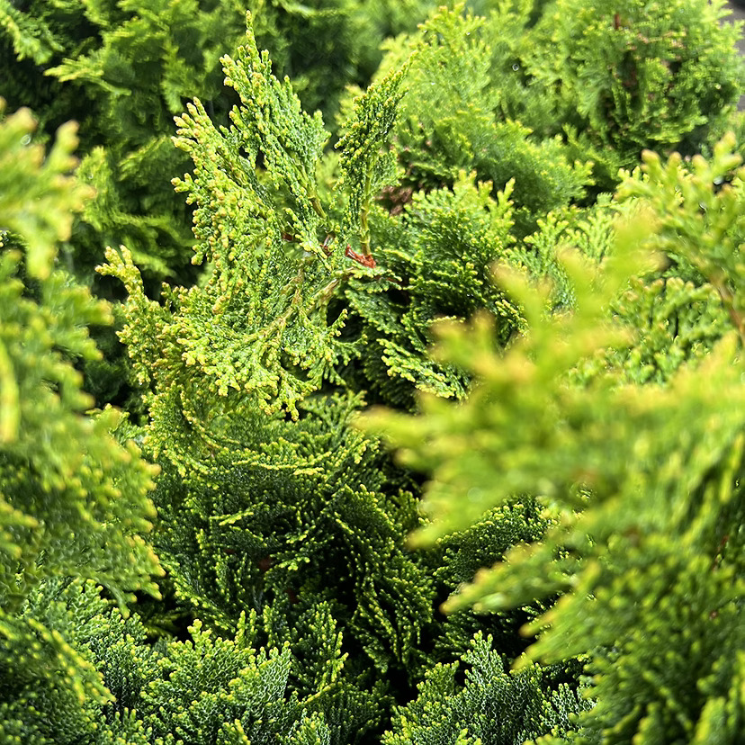 Graceful Dwarf Hinoki Cypress Shrubs For Sale Online | The Tree Center