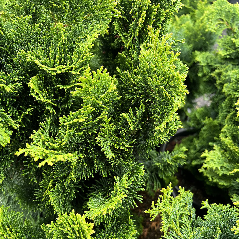 Graceful Dwarf Hinoki Cypress Shrubs For Sale Online | The Tree Center