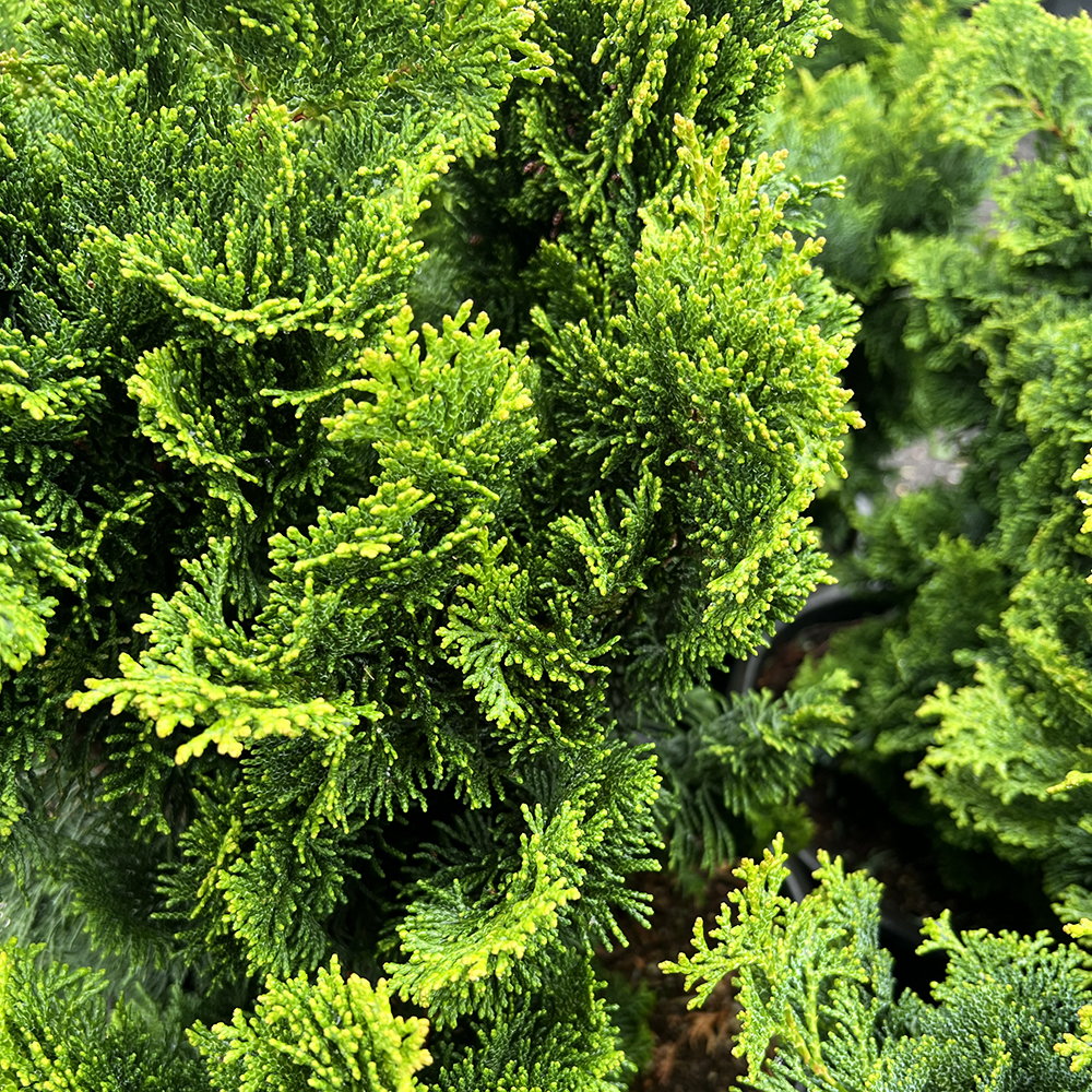 Graceful Dwarf Hinoki Cypress Shrubs For Sale Online | The Tree Center