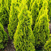 Highlights Arborvitae For Sale Online | The Tree Center