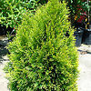 Highlights Arborvitae For Sale Online | The Tree Center