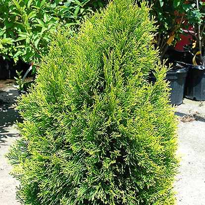 Highlights Arborvitae For Sale Online | The Tree Center