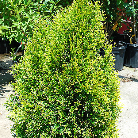 Highlights Arborvitae For Sale Online | The Tree Center