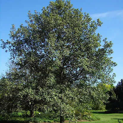 Swamp White Oak For Sale Online | The Tree Center