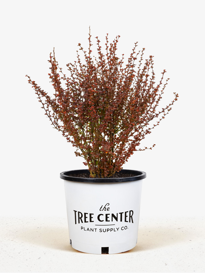 Barberry Bush Shrubs For Sale Online | The Tree Center