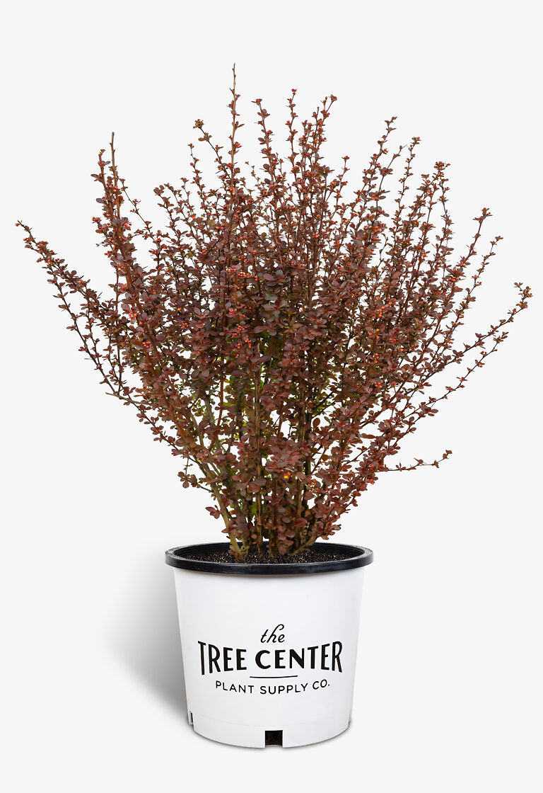 Rosy Rocket Barberry For Sale Online | The Tree Center