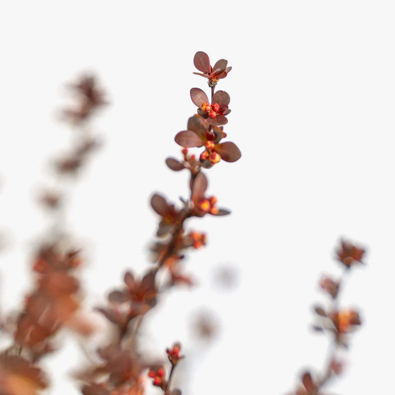 Rosy Rocket Barberry For Sale Online | The Tree Center