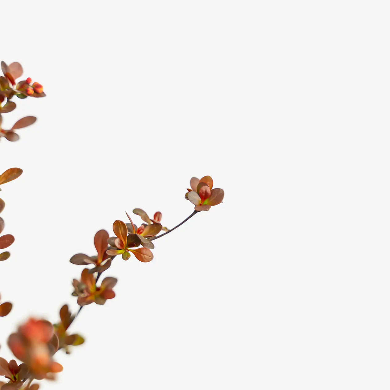 Rosy Rocket Barberry For Sale Online | The Tree Center