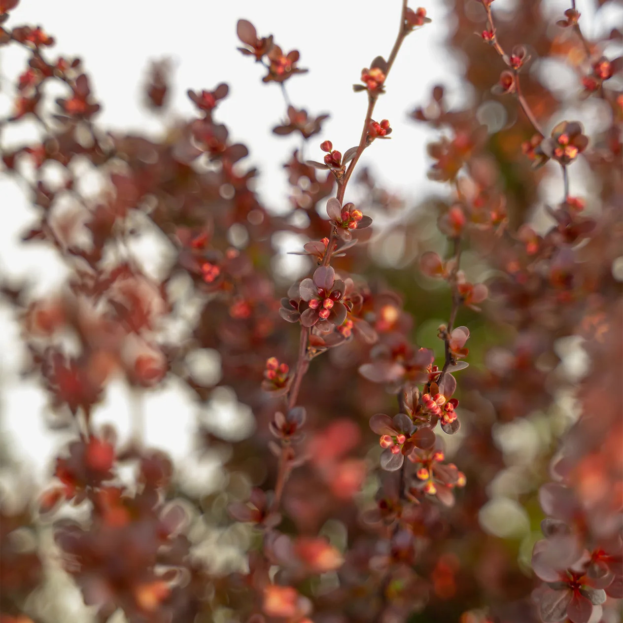 Rosy Rocket Barberry For Sale Online | The Tree Center